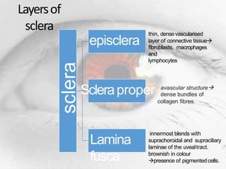 anatomy of sclera | PDF