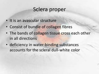 anatomy of sclera | PDF