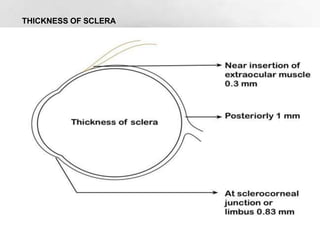 anatomy of sclera | PDF