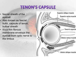 Tenons Capsule Histology