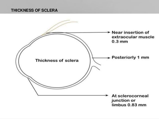 anatomy of sclera