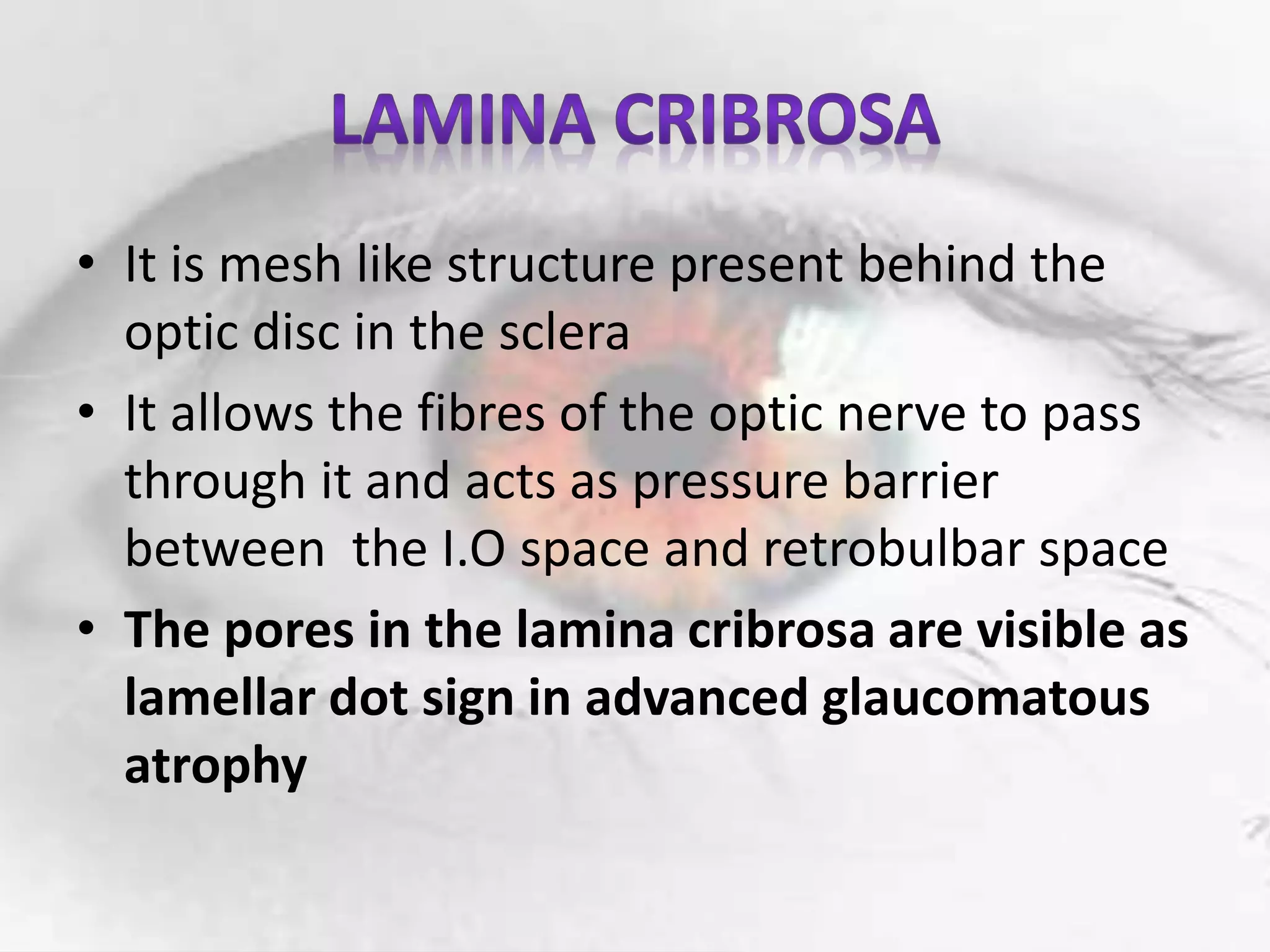 anatomy of sclera | PPTX