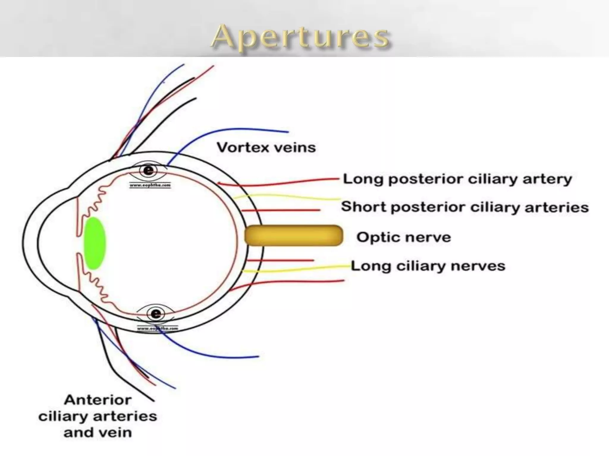 anatomy of sclera | PPTX