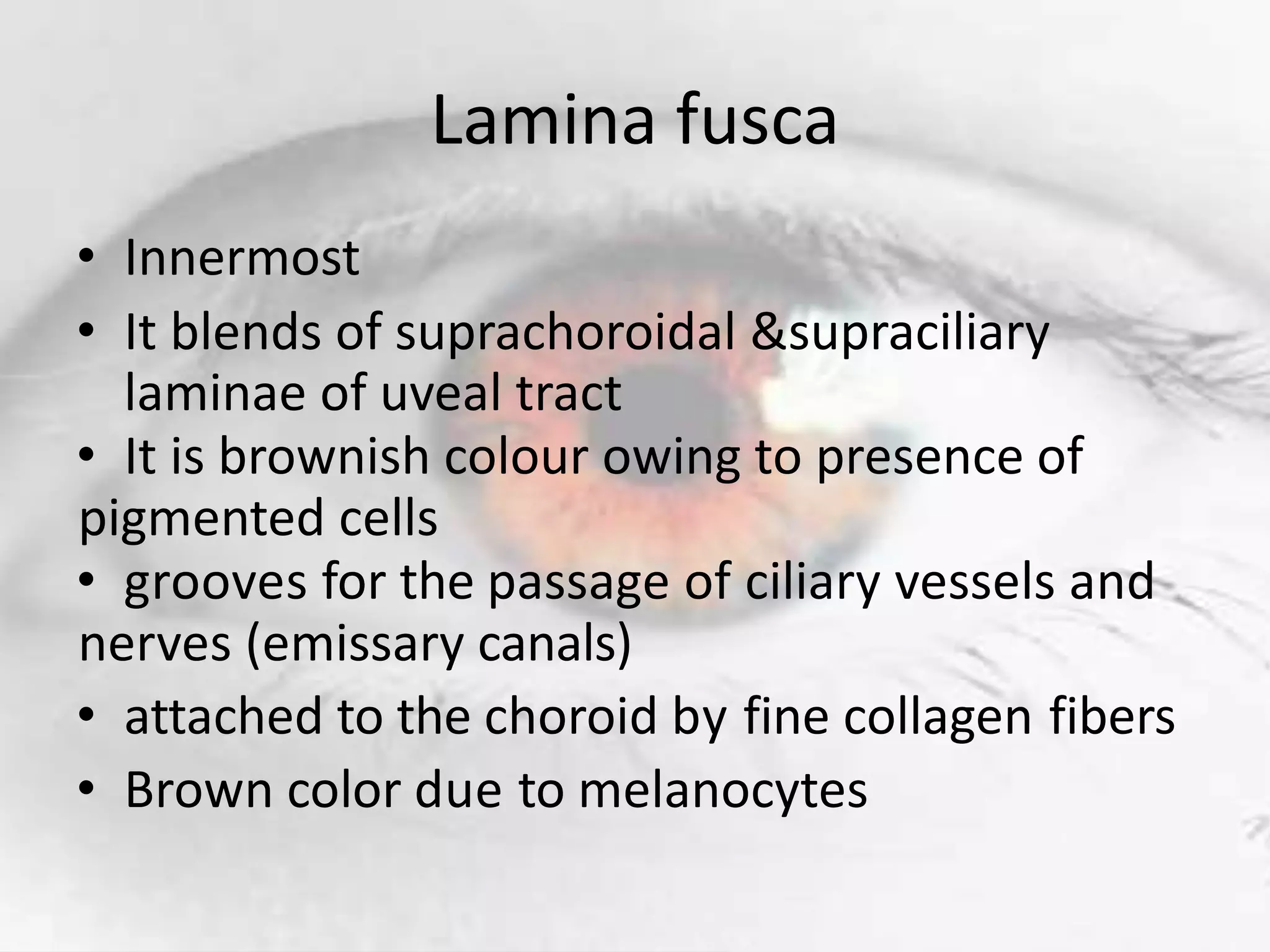 anatomy of sclera | PPTX