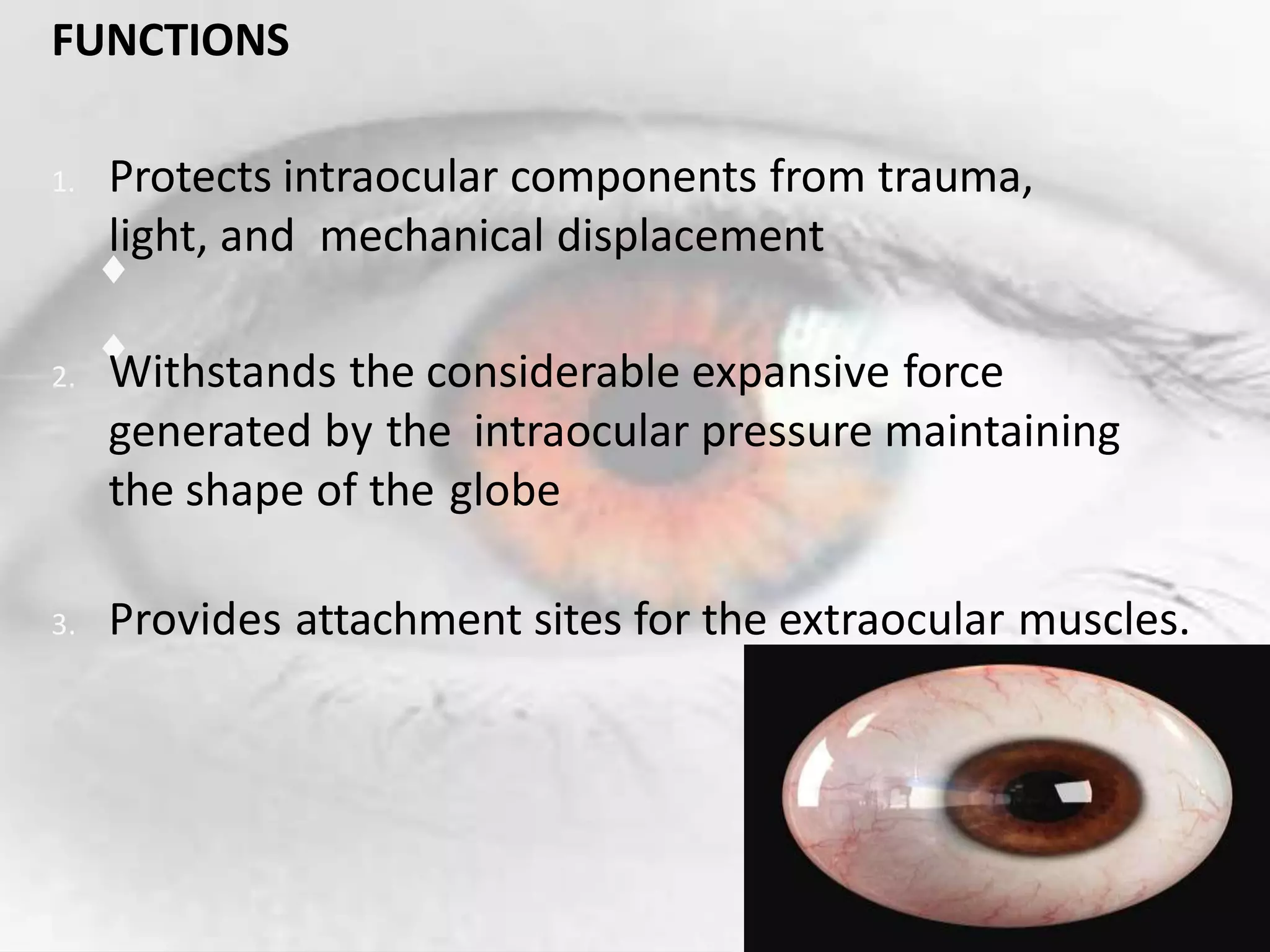 anatomy of sclera | PPTX