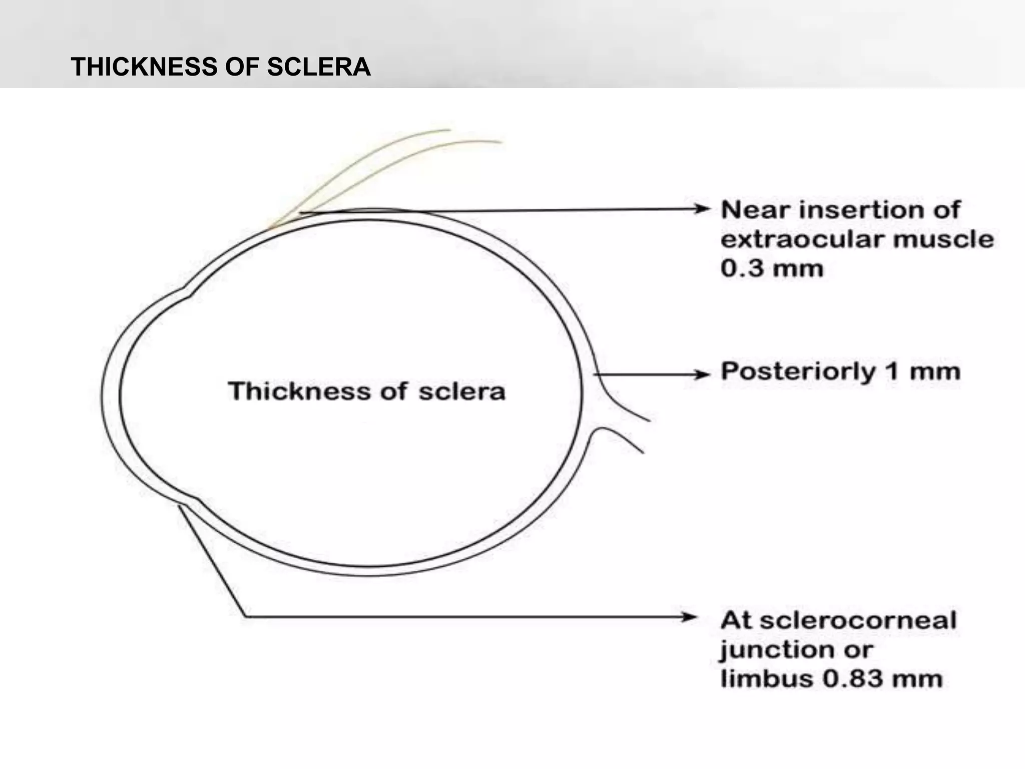 anatomy of sclera | PPTX