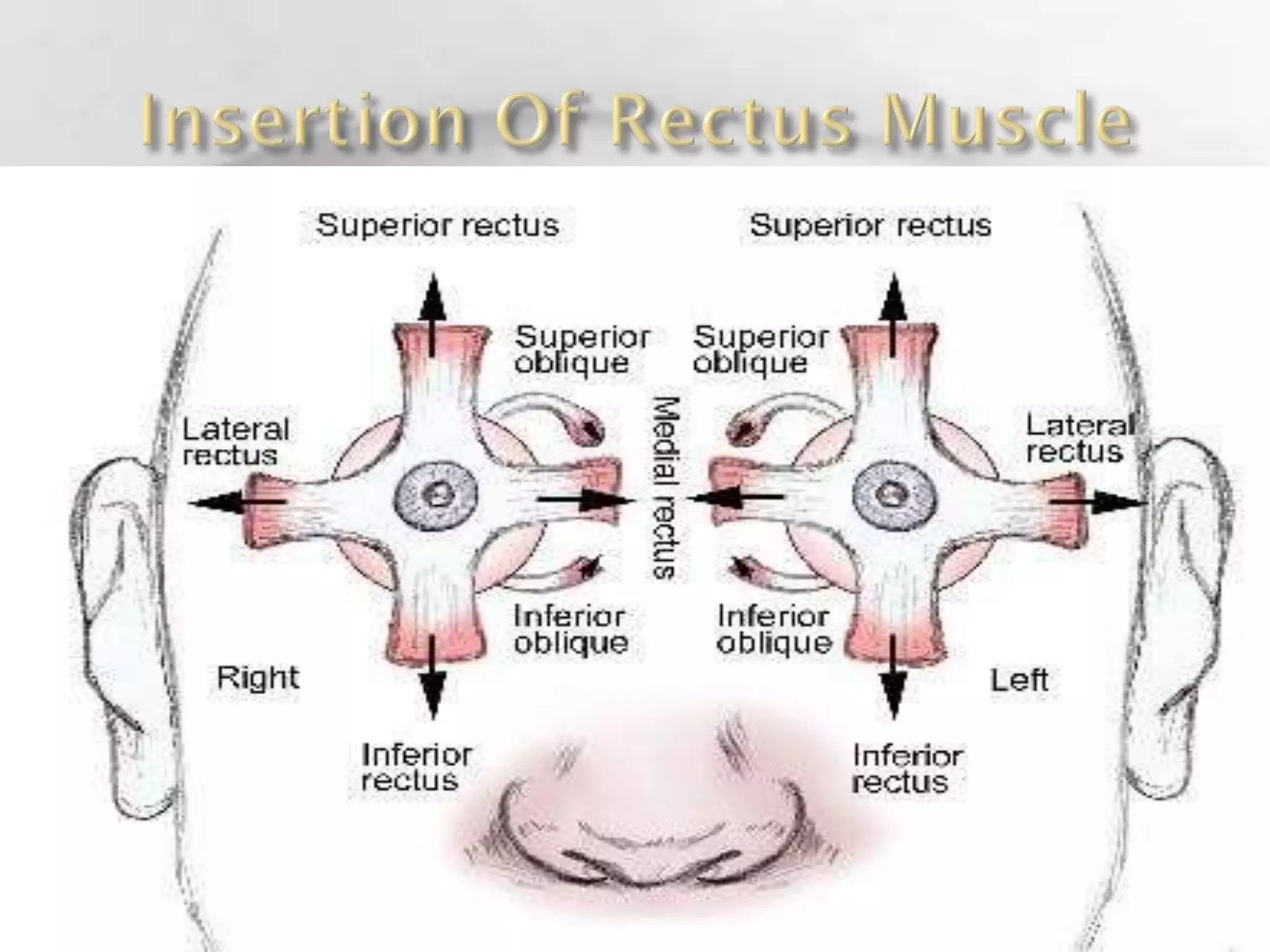 Anatomy Of Sclera Pptx