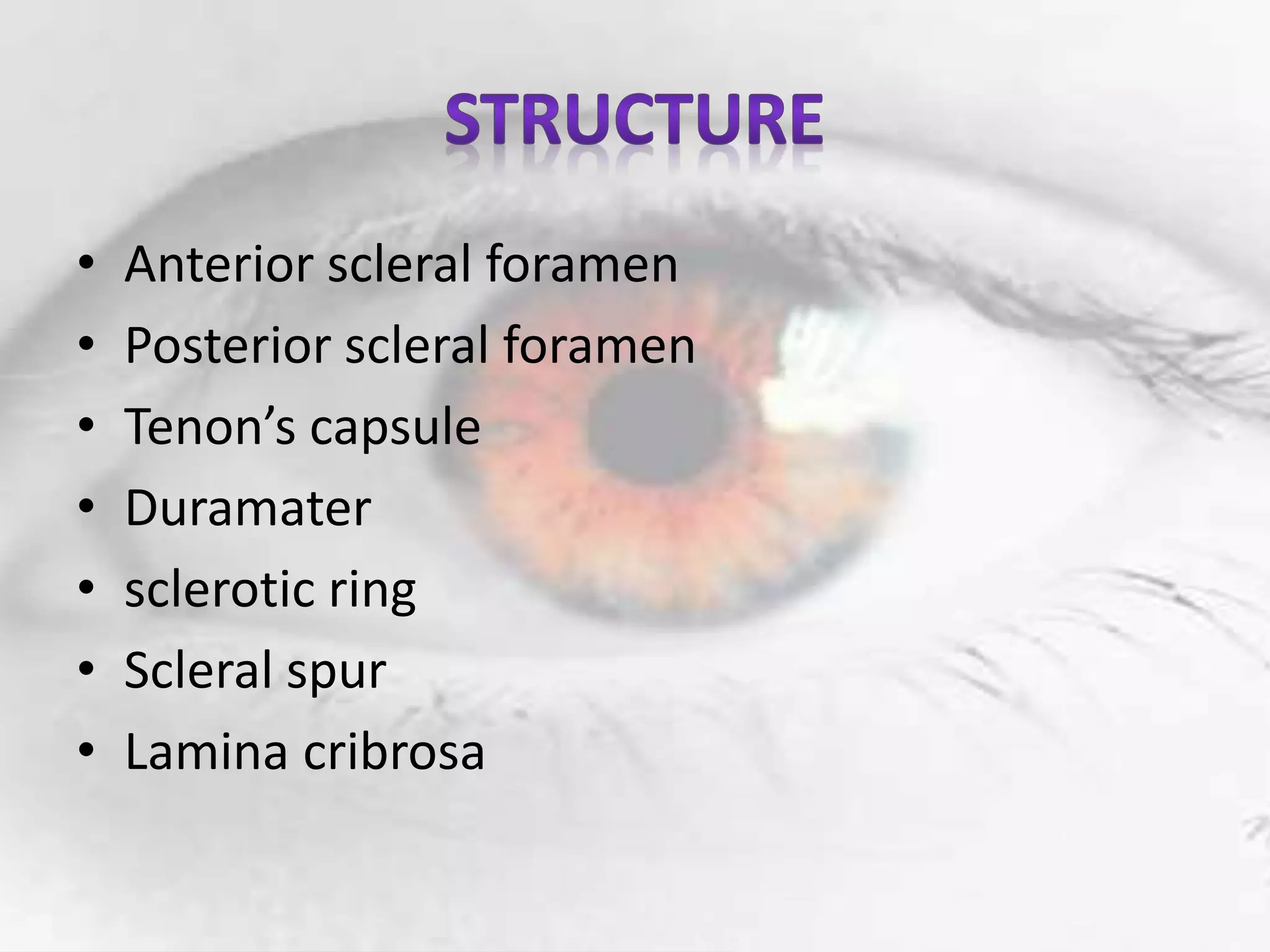 anatomy of sclera | PPTX