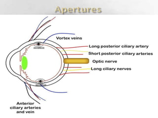 anatomy of sclera | PPT