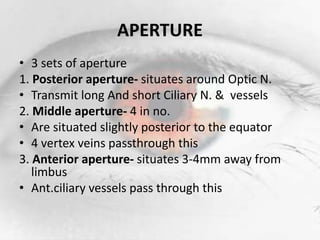 anatomy of sclera | PPTX