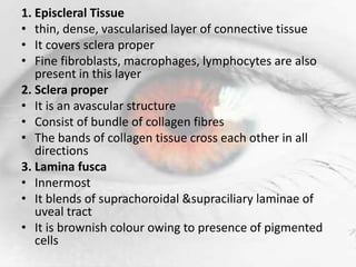 anatomy of sclera | PPTX