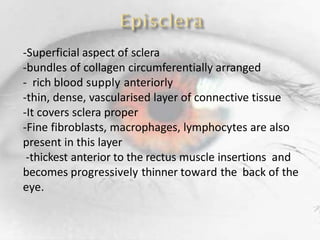 anatomy of sclera | PPTX