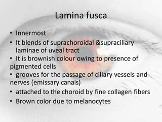anatomy of sclera | PPTX