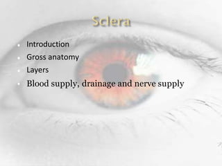 anatomy of sclera | PPTX