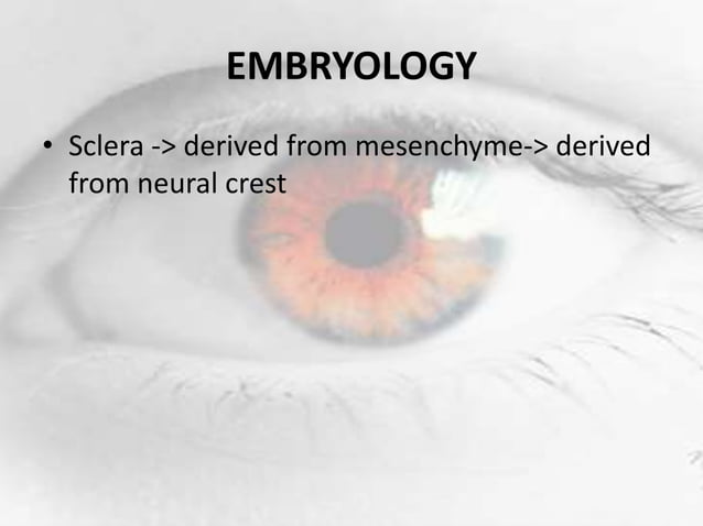 anatomy of sclera | PPTX