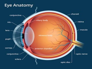 anatomy of sclera | PPTX