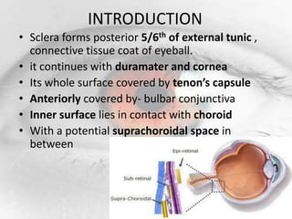 anatomy of sclera | PPT