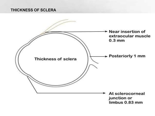 anatomy of sclera | PPTX