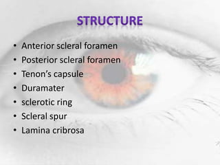 anatomy of sclera | PPTX