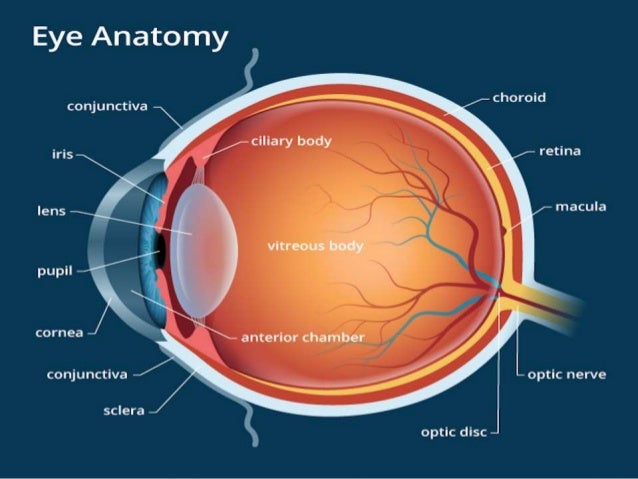 anatomy of sclera