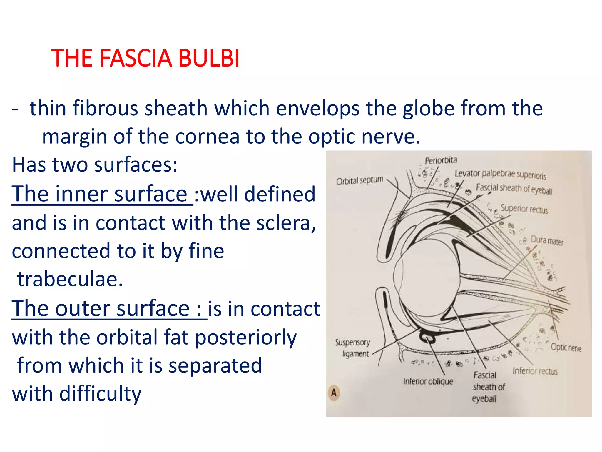 Tenon capsule ,Sclera and limbus : subash | PPTX