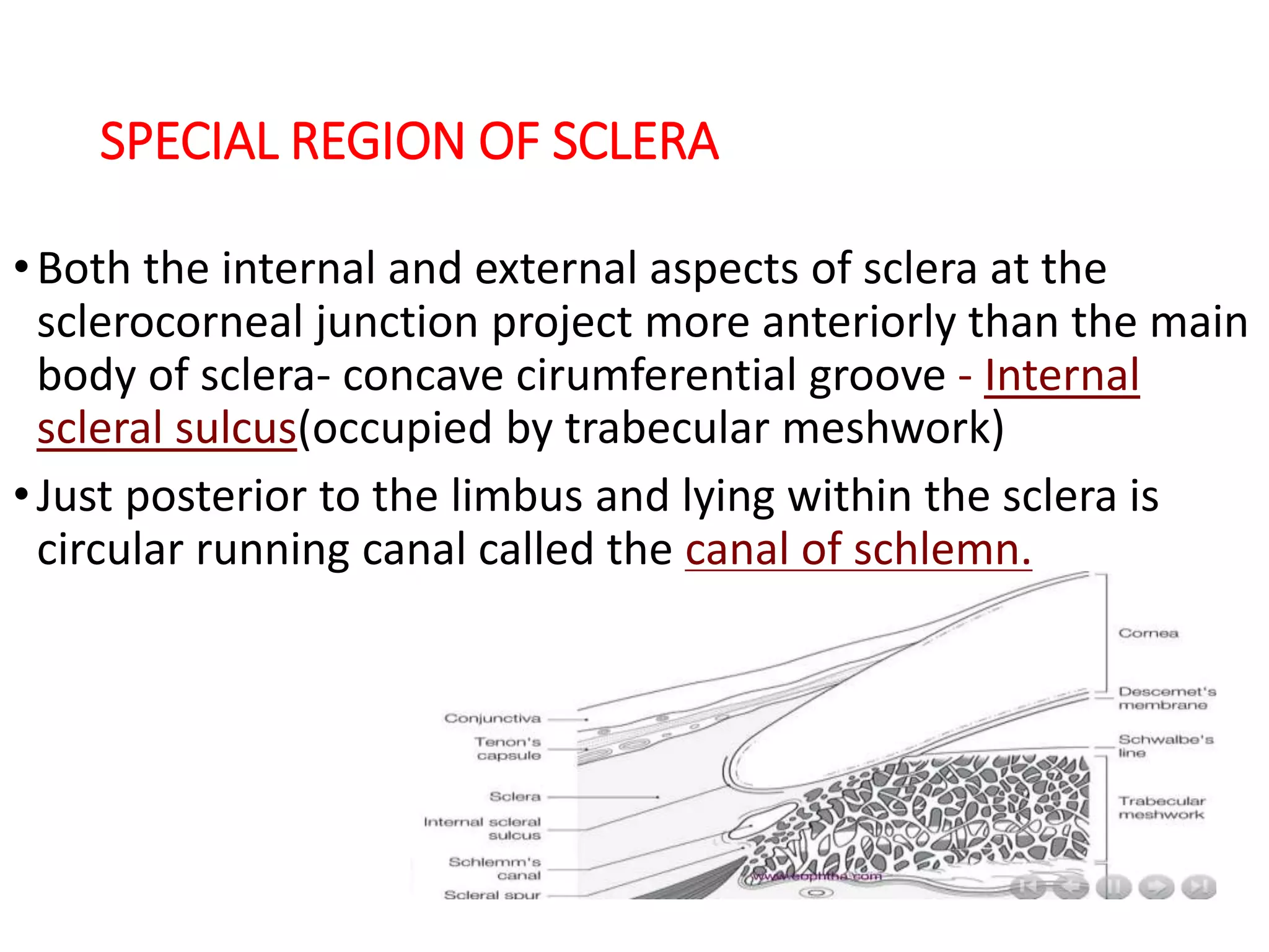 Tenon capsule ,Sclera and limbus : subash | PPTX