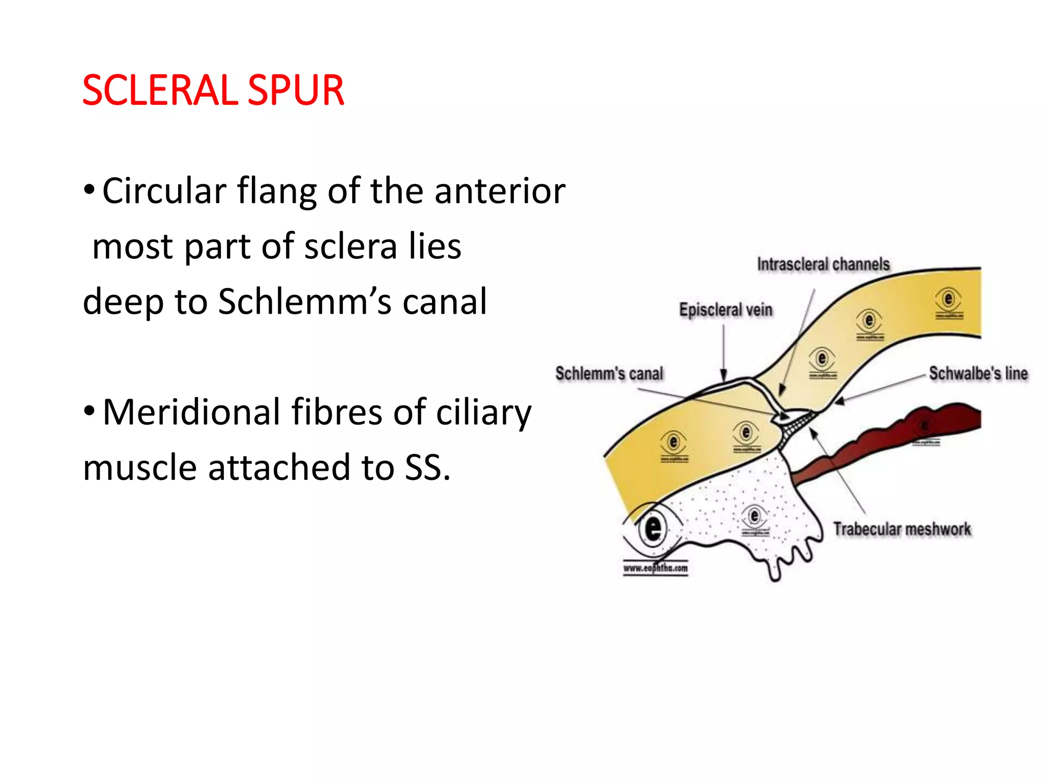 Tenon capsule ,Sclera and limbus : subash | PPTX | Eye and Vision ...