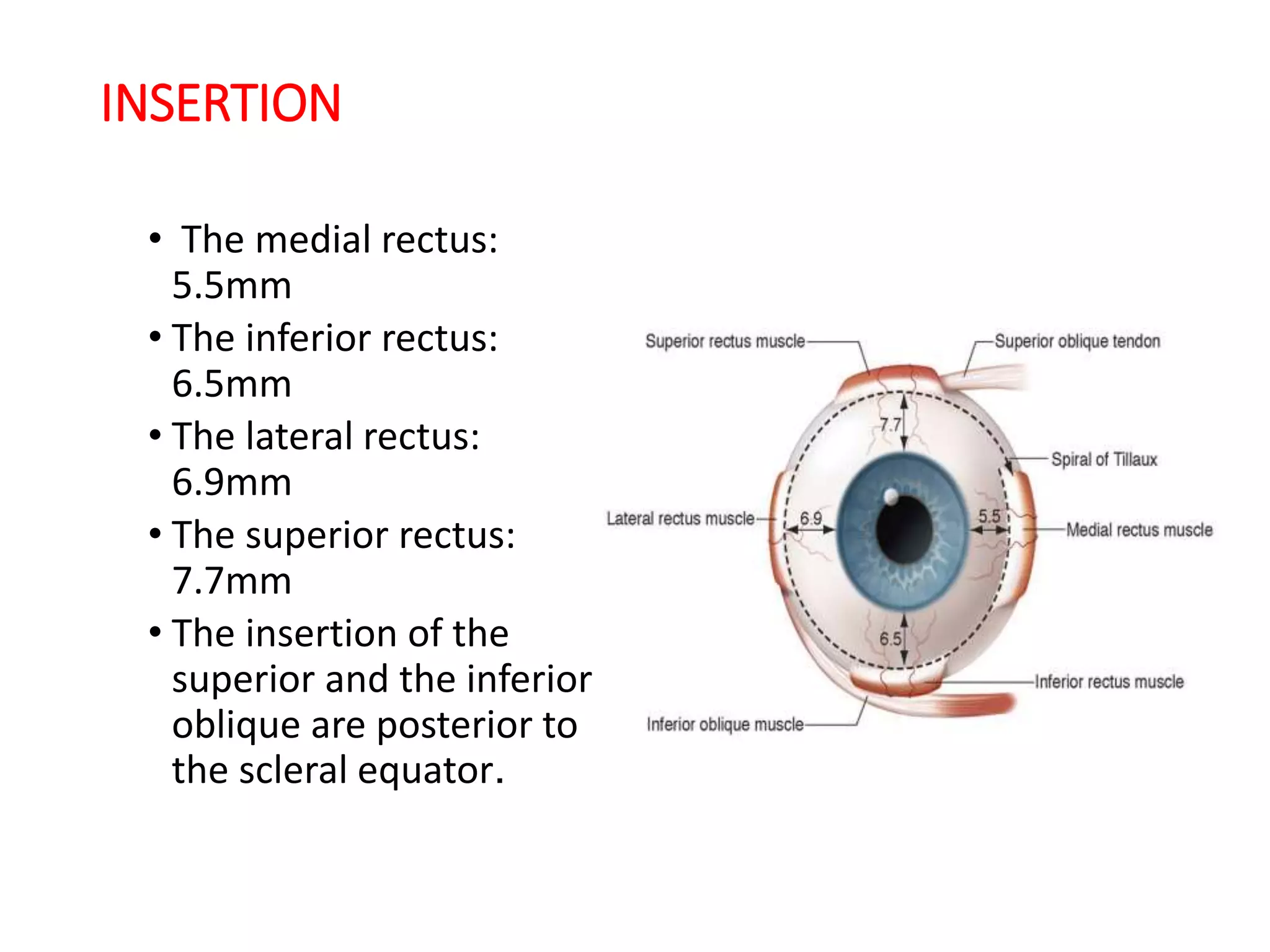 Tenon capsule ,Sclera and limbus : subash | PPTX | Eye and Vision ...
