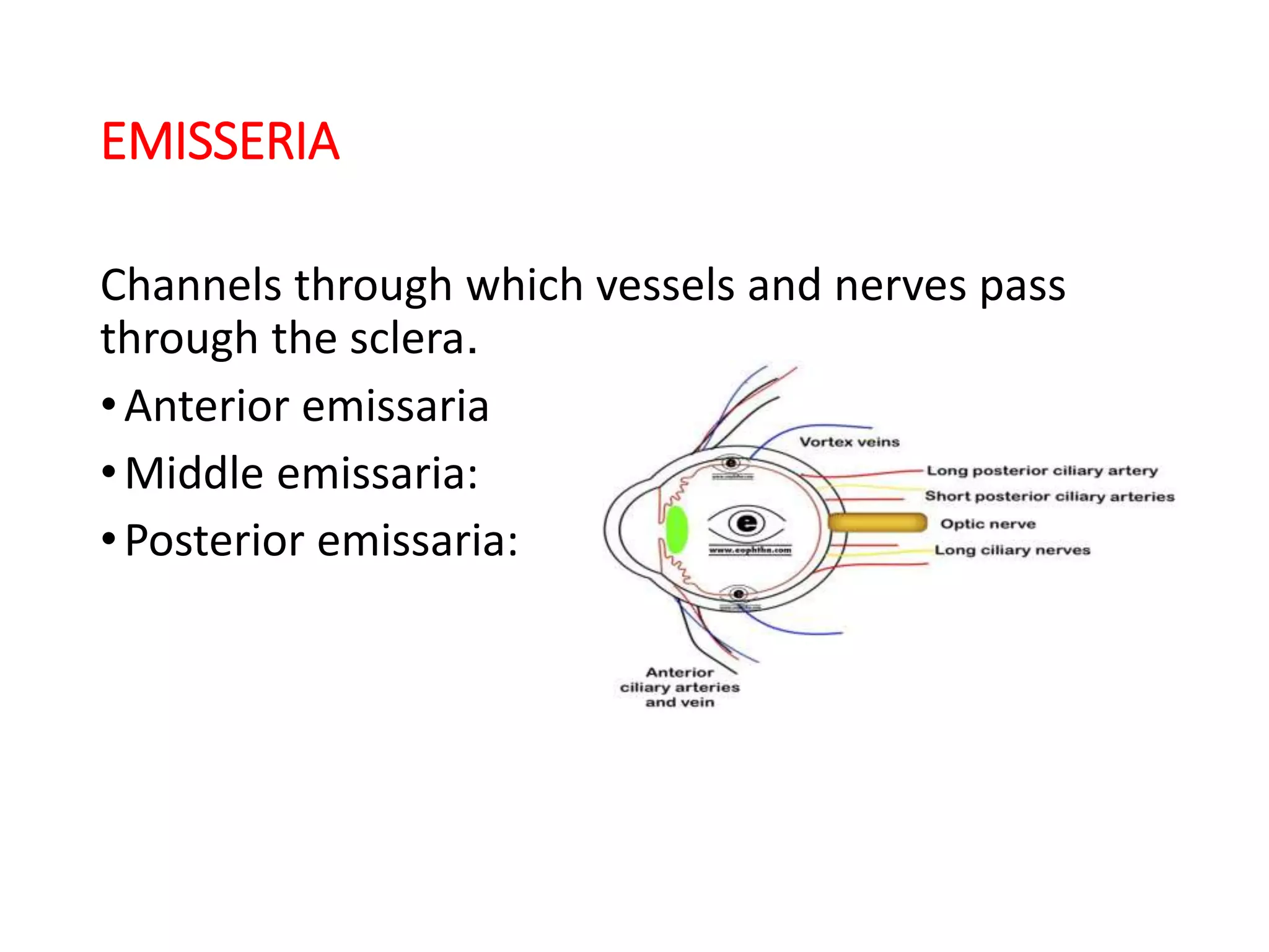 Tenon capsule ,Sclera and limbus : subash | PPTX | Eye and Vision ...
