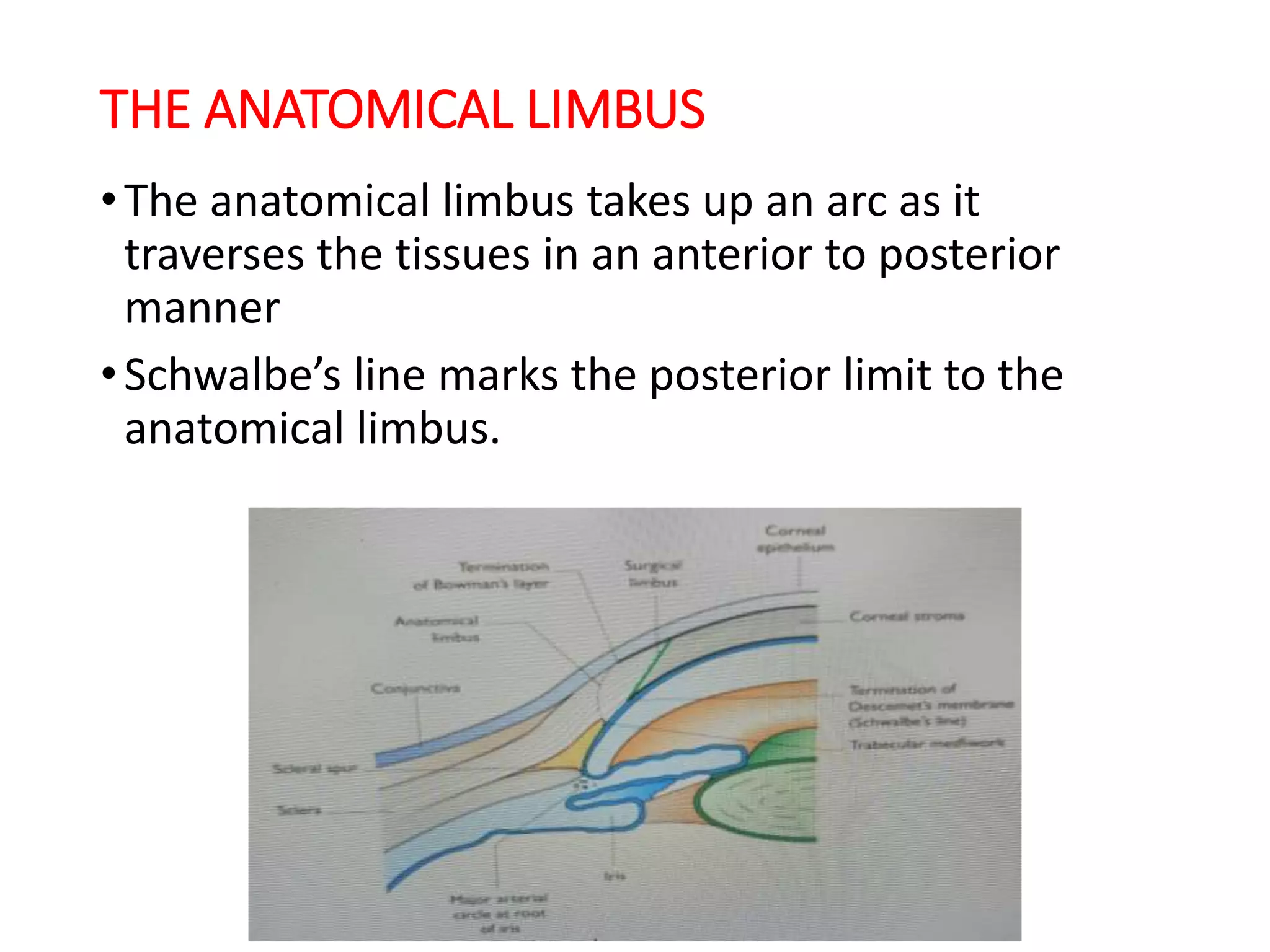 Tenon capsule ,Sclera and limbus : subash | PPTX | Eye and Vision ...