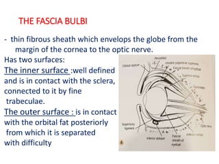 Tenon capsule ,Sclera and limbus : subash | PPTX | Eye and Vision ...