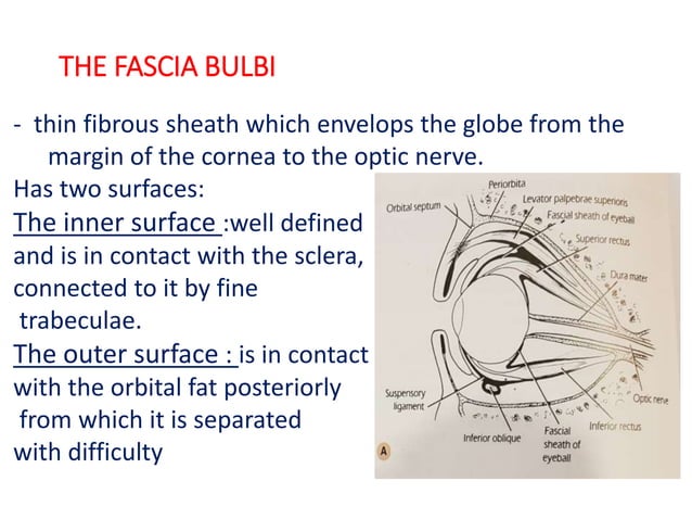 Tenon capsule ,Sclera and limbus : subash | PPTX | Eye and Vision ...