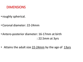 Tenon capsule ,Sclera and limbus : subash | PPTX | Eye and Vision ...