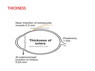Tenon capsule ,Sclera and limbus : subash | PPTX | Eye and Vision ...