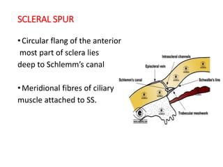 Tenon capsule ,Sclera and limbus : subash | PPTX