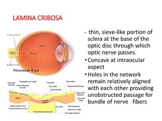 Tenon capsule ,Sclera and limbus : subash | PPTX