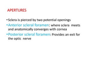 Tenon capsule ,Sclera and limbus : subash | PPTX | Eye and Vision ...
