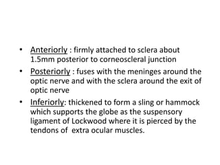 Tenon capsule ,Sclera and limbus : subash | PPTX