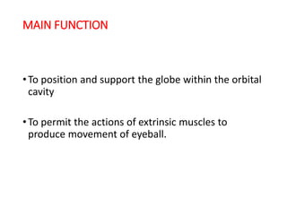 Tenon capsule ,Sclera and limbus : subash | PPTX | Eye and Vision ...