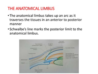 Tenon capsule ,Sclera and limbus : subash | PPTX | Eye and Vision ...
