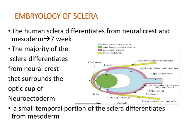 Tenon capsule ,Sclera and limbus : subash | PPTX | Eye and Vision ...