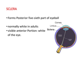 Tenon capsule ,Sclera and limbus : subash | PPTX | Eye and Vision ...