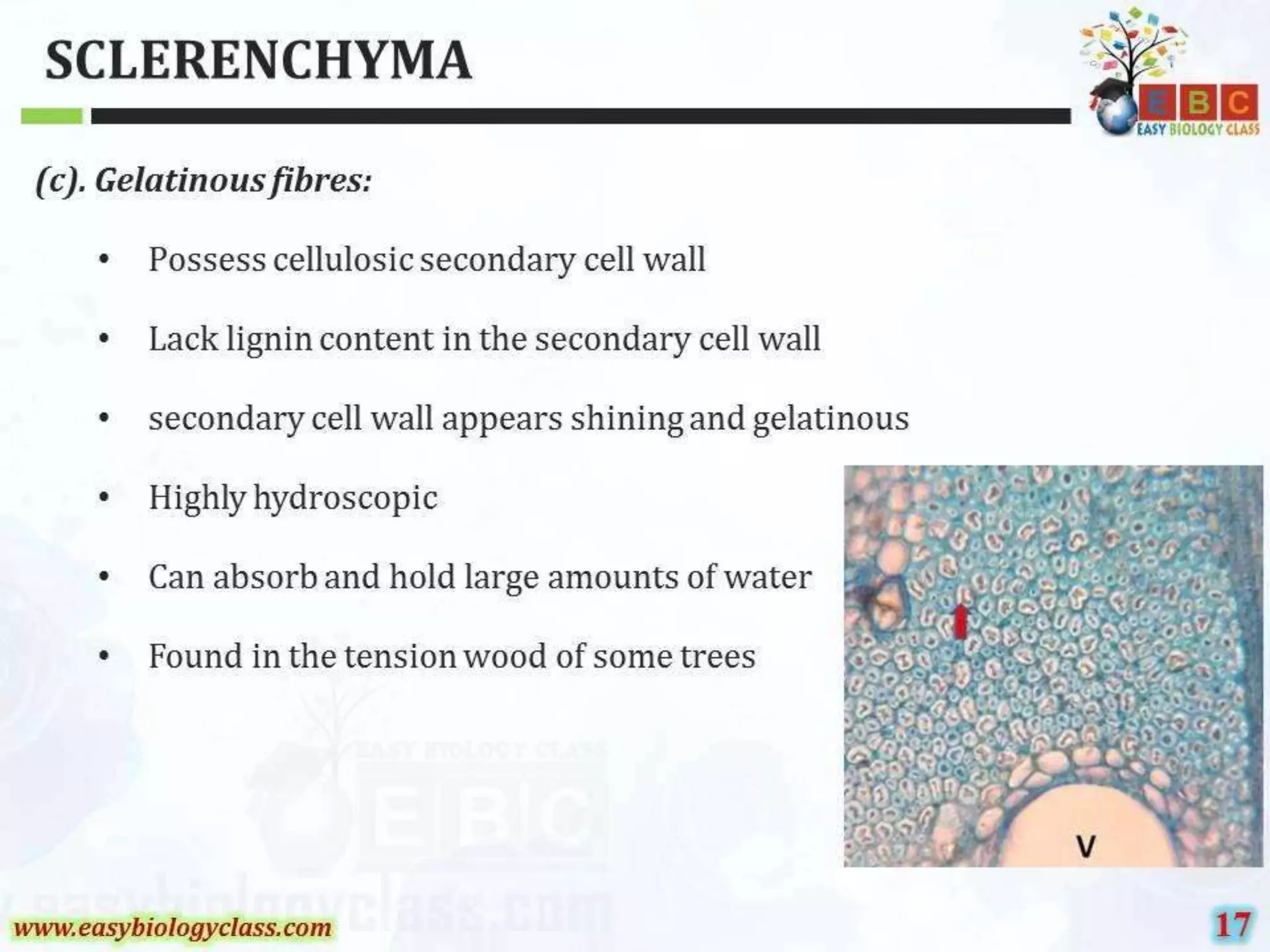 Sclerenchyma-Structure-and-Classification-PPT-by-Easybiologyclass.pptx ...