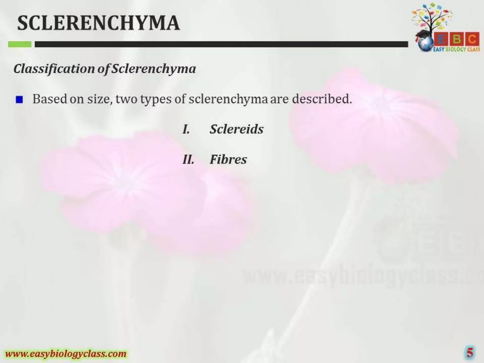 Sclerenchyma-Structure-and-Classification-PPT-by-Easybiologyclass.pptx ...