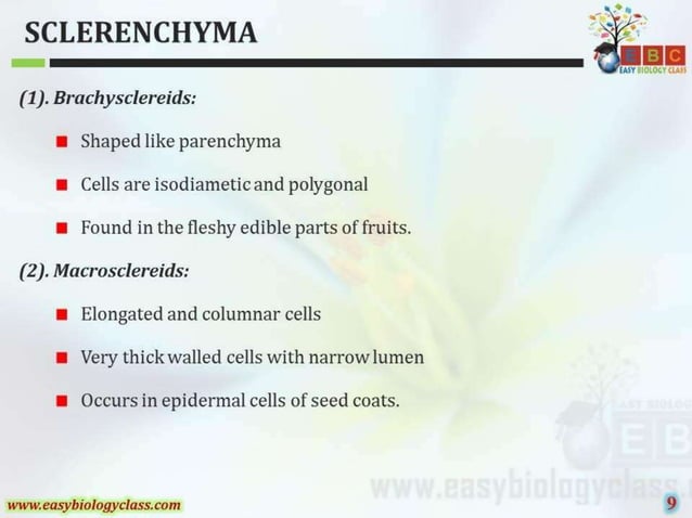 Sclerenchyma-Structure-and-Classification-PPT-by-Easybiologyclass.pptx ...