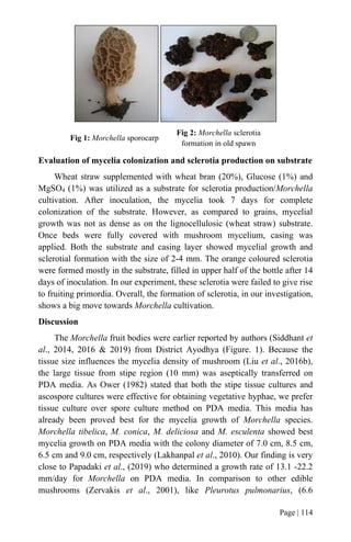 Sclerotia production a way ahead to morchella Cultivation | PDF