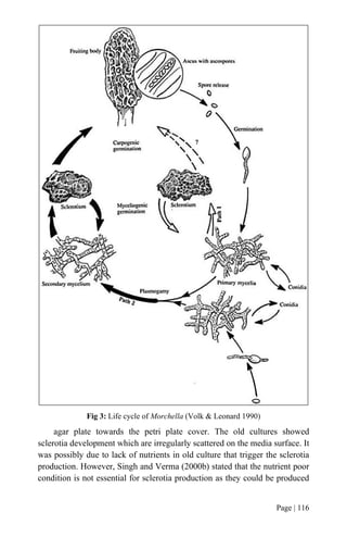 Sclerotia production a way ahead to morchella Cultivation | PDF