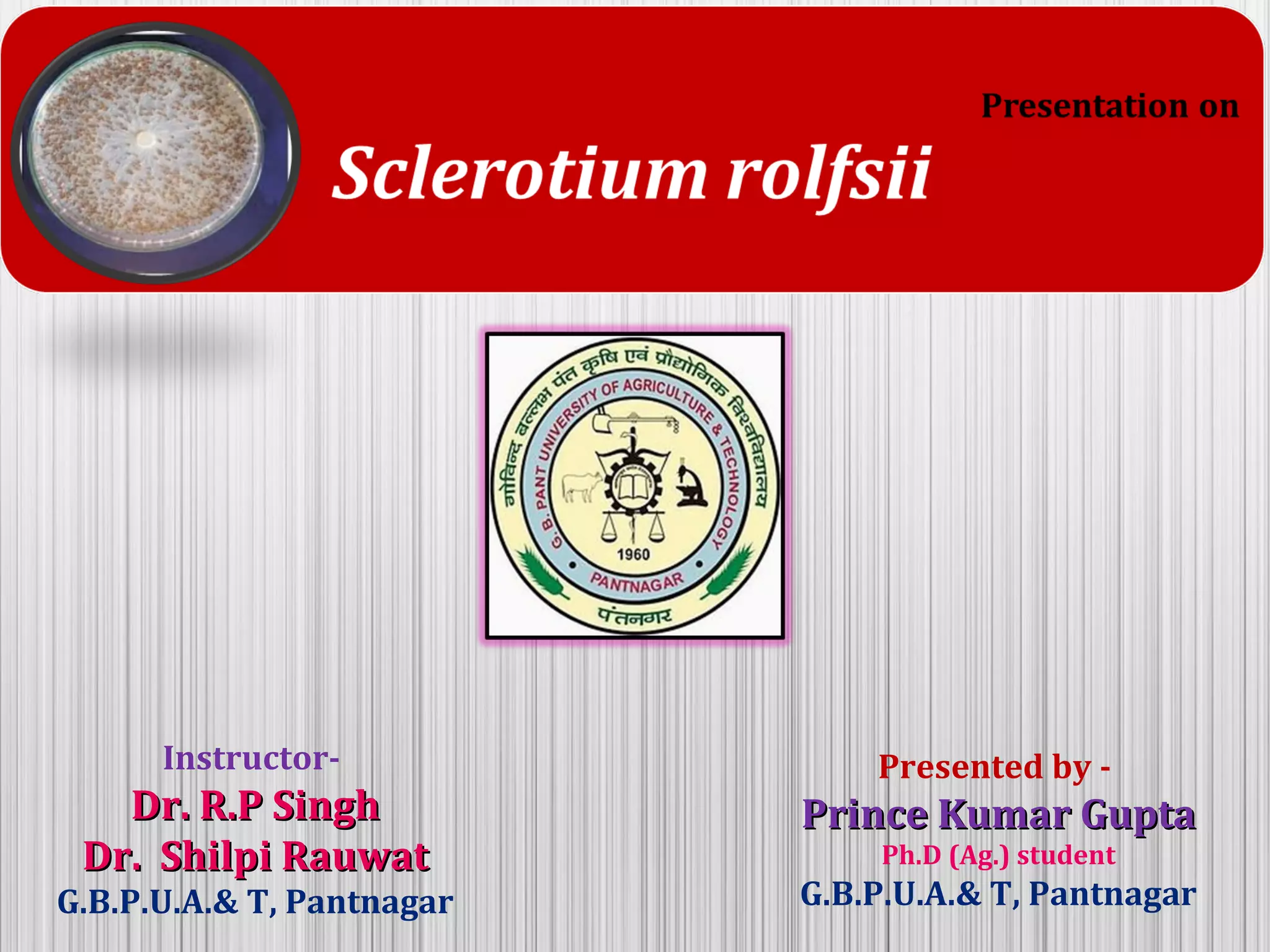 Sclerotium rolfsii | PPT