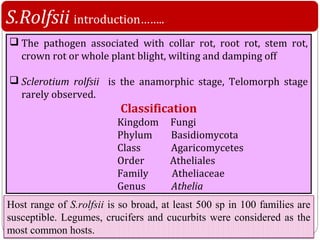 Sclerotium rolfsii | PPT