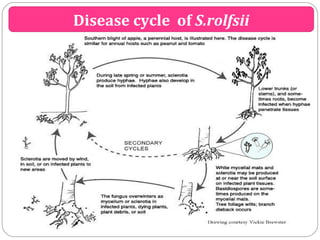 Sclerotium rolfsii | PPT